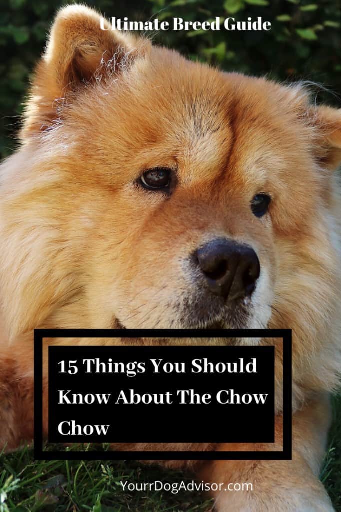 15 Things You Should Know About The Chow Chow - Your Dog Advisor