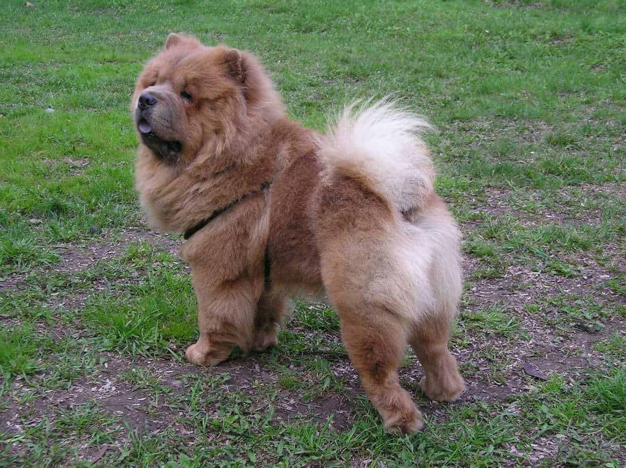 15 Things You Should Know About The Chow Chow - Your Dog Advisor