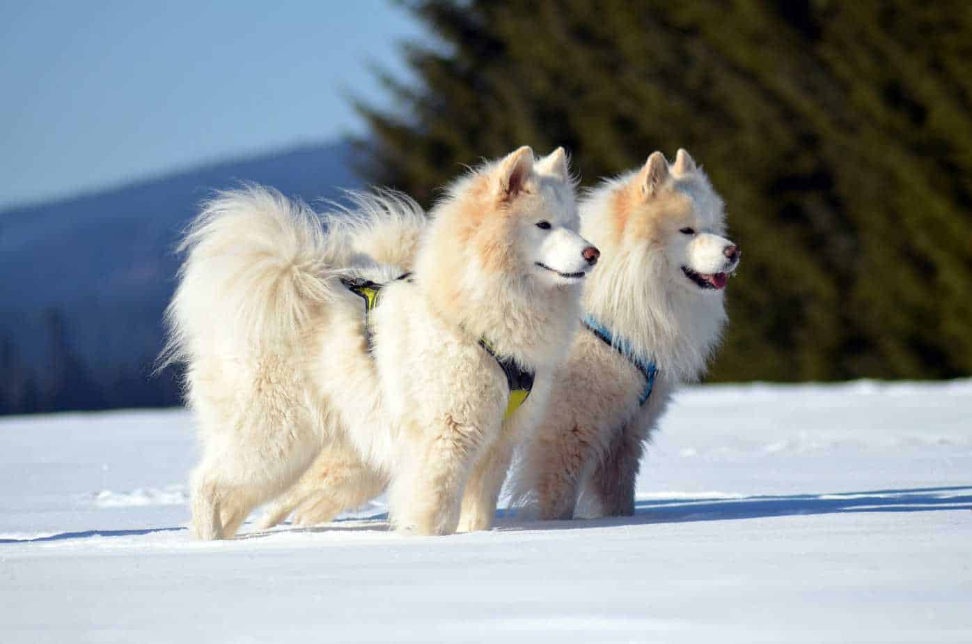 15 Things You Should Know About The Samoyed Dog Breed | Your Dog Advisor