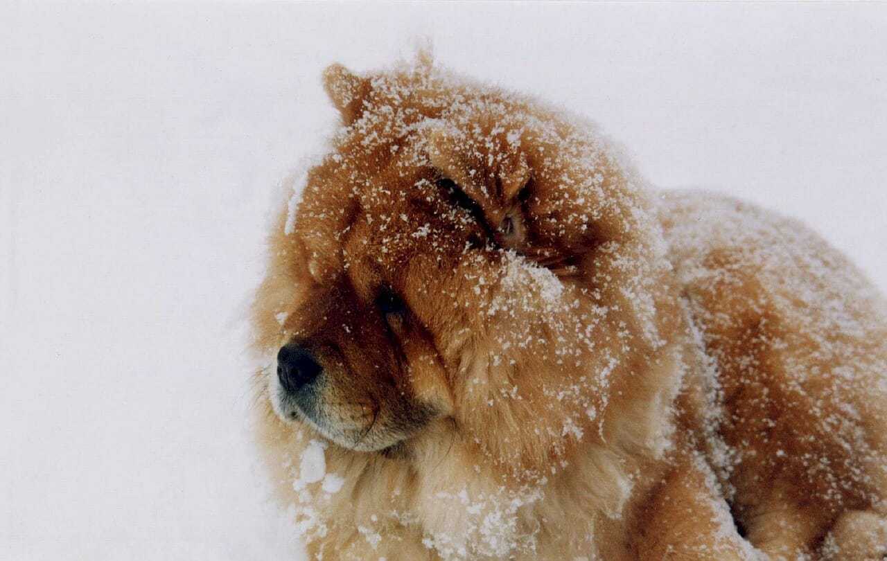 15 Things You Should Know About The Chow Chow - Your Dog Advisor
