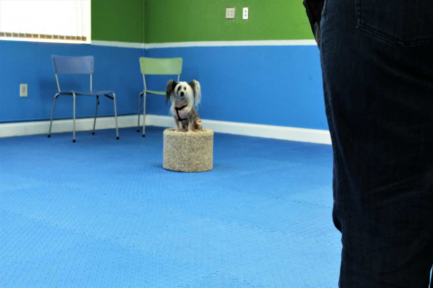 The Benefits of Platform Training | Your Dog Advisor