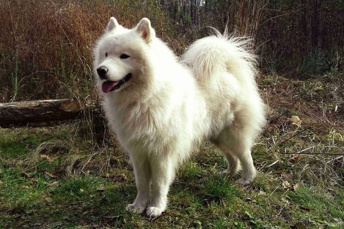 15 Things You Should Know About The Samoyed Dog Breed | Your Dog Advisor