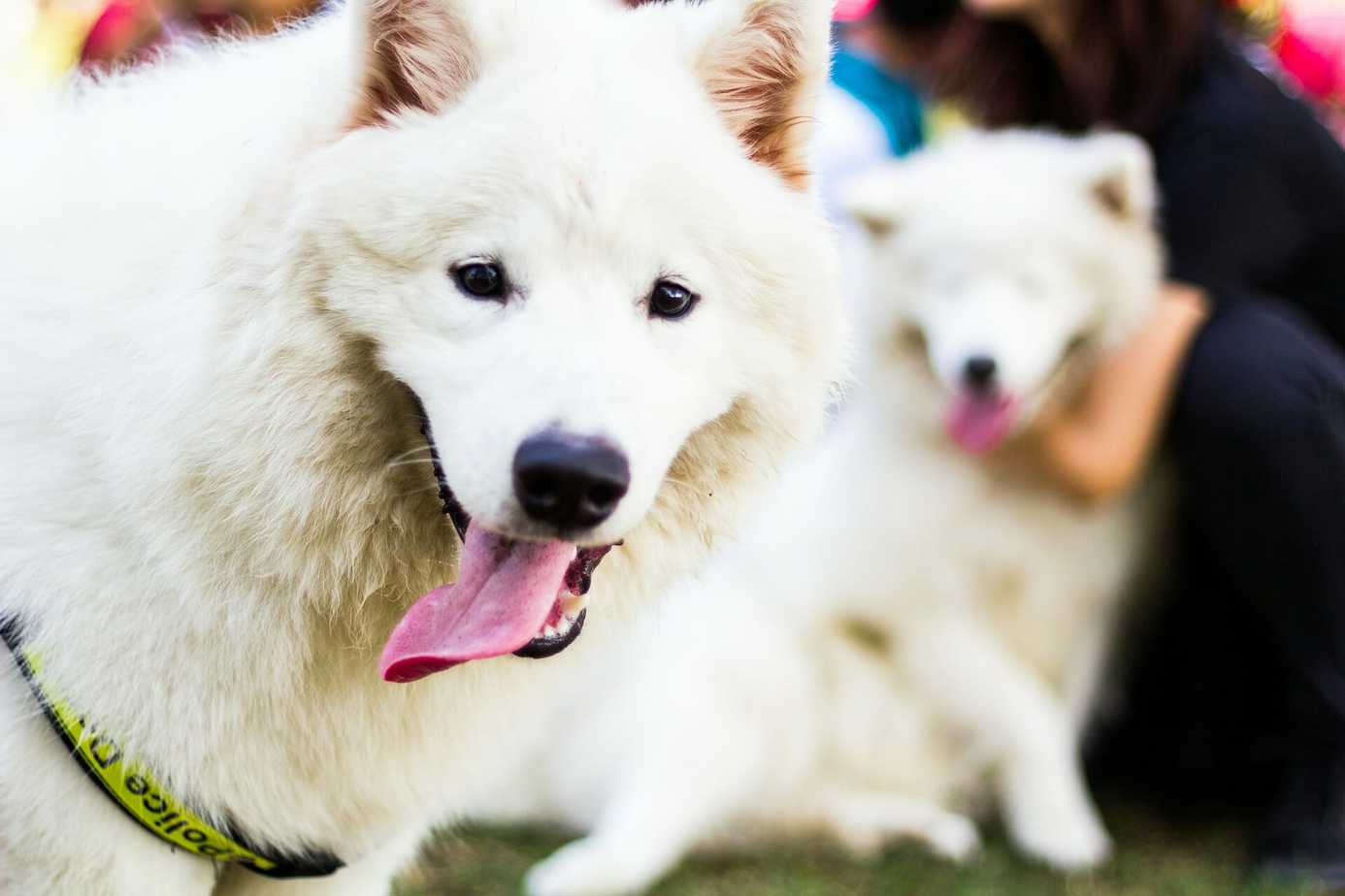 15 Things You Should Know About The Samoyed Dog Breed | Your Dog Advisor