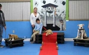 The Benefits of Platform Training | Your Dog Advisor