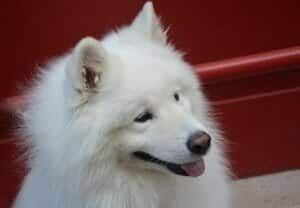15 Things You Should Know About The Samoyed Dog Breed | Your Dog Advisor