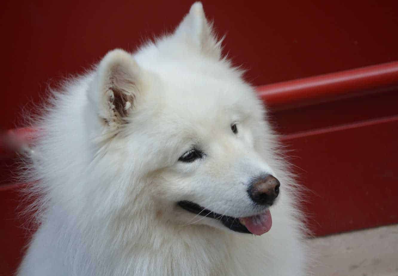 15 Things You Should Know About The Samoyed Dog Breed | Your Dog Advisor