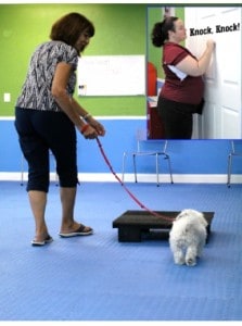 The Benefits of Platform Training | Your Dog Advisor