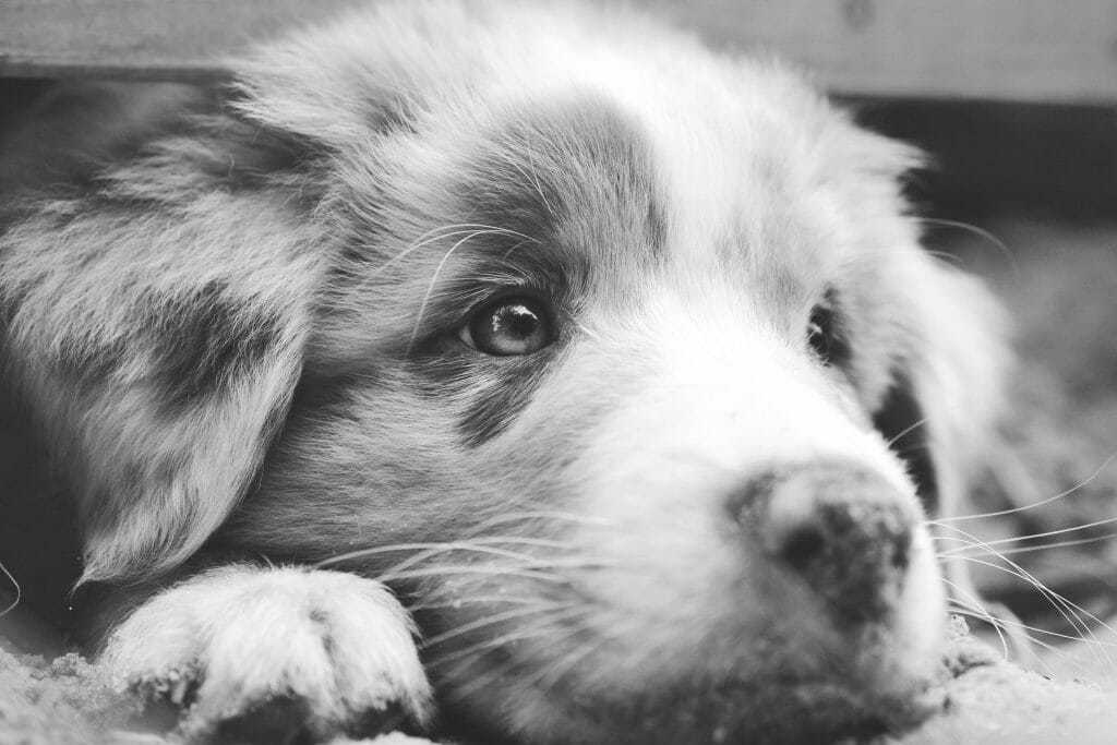 Should You Give Your Dog Temaril P Your Dog Advisor Should You Give Your Dog Temaril P Your Dog Advisor