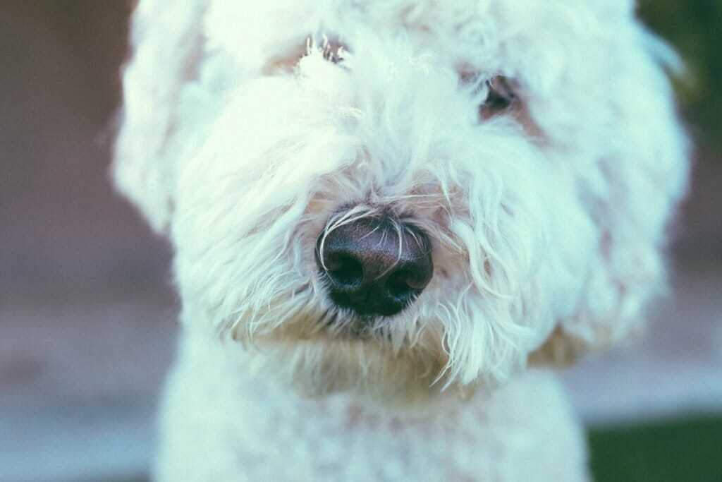 Ultimate Labradoodle Dog Breed Information Guide | Your Dog Advisor