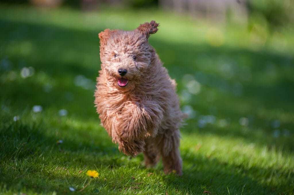 Ultimate Labradoodle Dog Breed Information Guide | Your Dog Advisor