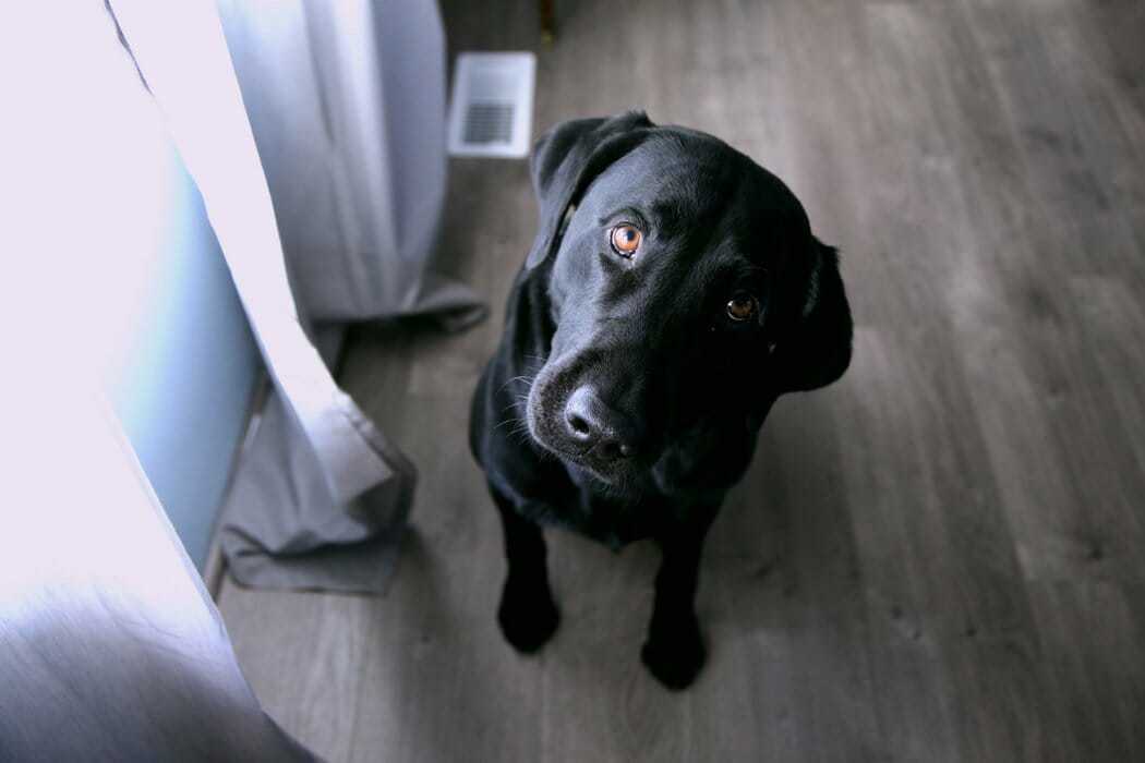 15 Things You Should Know About The Black Lab | Your Dog Advisor