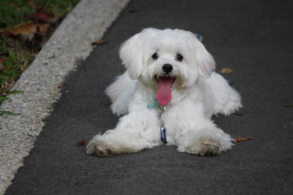 Ultimate Maltese Dog Breed Information Guide | Your Dog Advisor