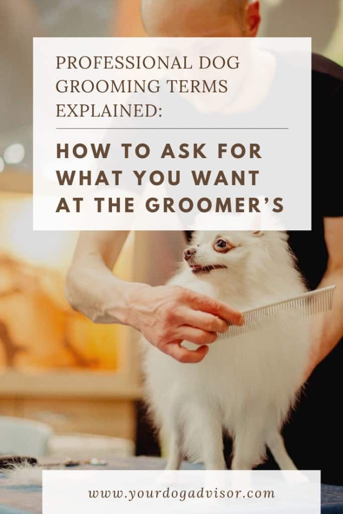 Professional Dog Grooming Terms Explained How To Ask For What You Want