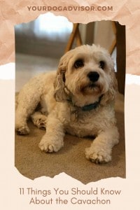 11 Things You Should Know About the Cavachon | Your Dog Advisor