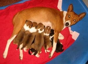 The Basenji - Ultimate Breed Information Guide | Your Dog Advisor