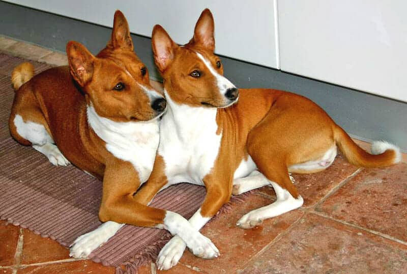 The Basenji - Ultimate Breed Information Guide | Your Dog Advisor