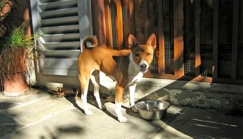 The Basenji - Ultimate Breed Information Guide | Your Dog Advisor
