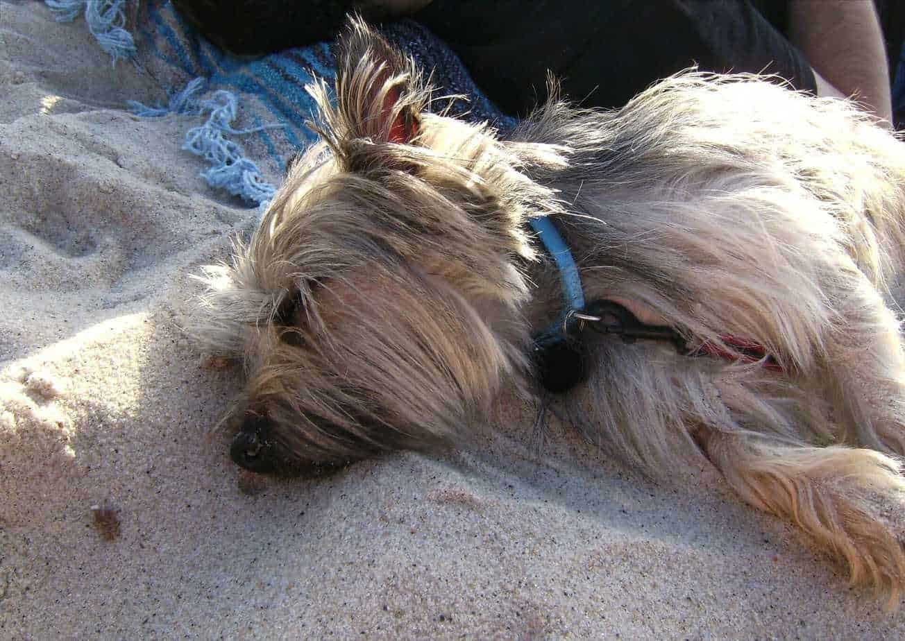 Best Swimming Dogs - The Best and Worst Dog Breeds for Swimming | Your ...