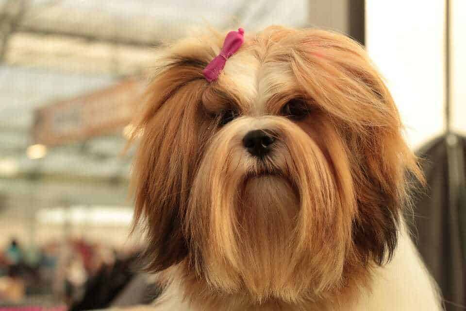 How Old Is The Oldest Dog? 15 Dogs Who Have Long Lifespans | Your Dog ...