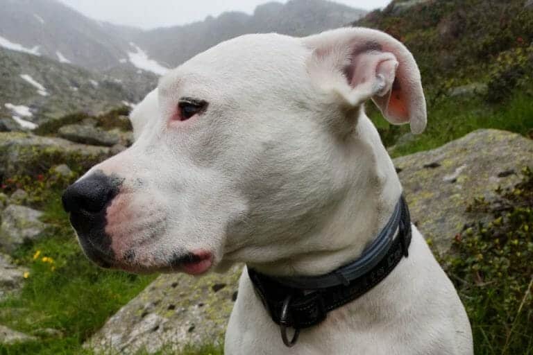 The Dogo Argentino - Ultimate Breed Information Guide | Your Dog Advisor