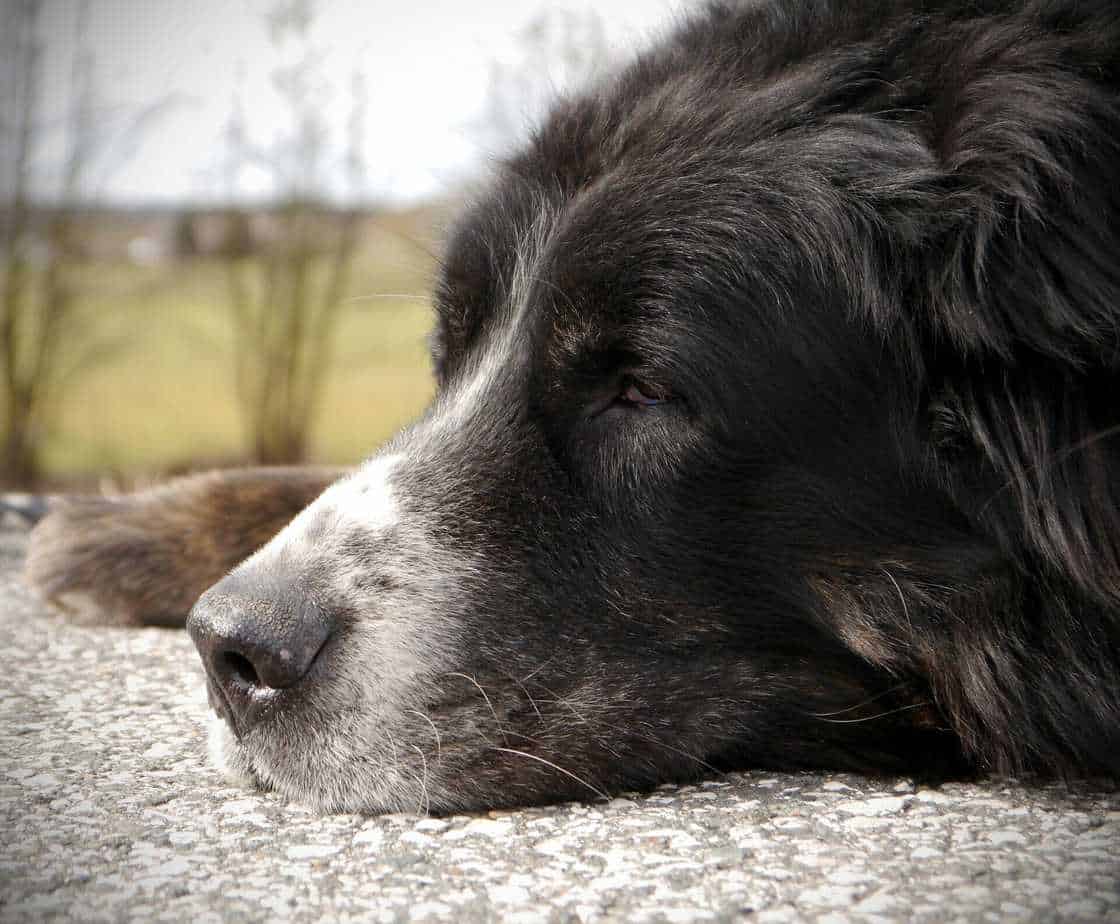 The Best Dogs for Seniors and Retirees | Your Dog Advisor