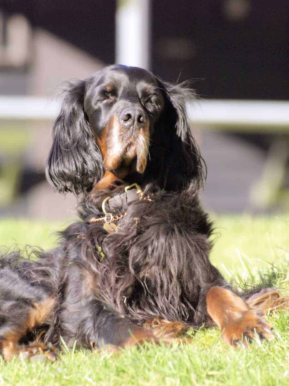 Gordon Setter Dog Breed Information - 15 Things to Know | Your Dog Advisor