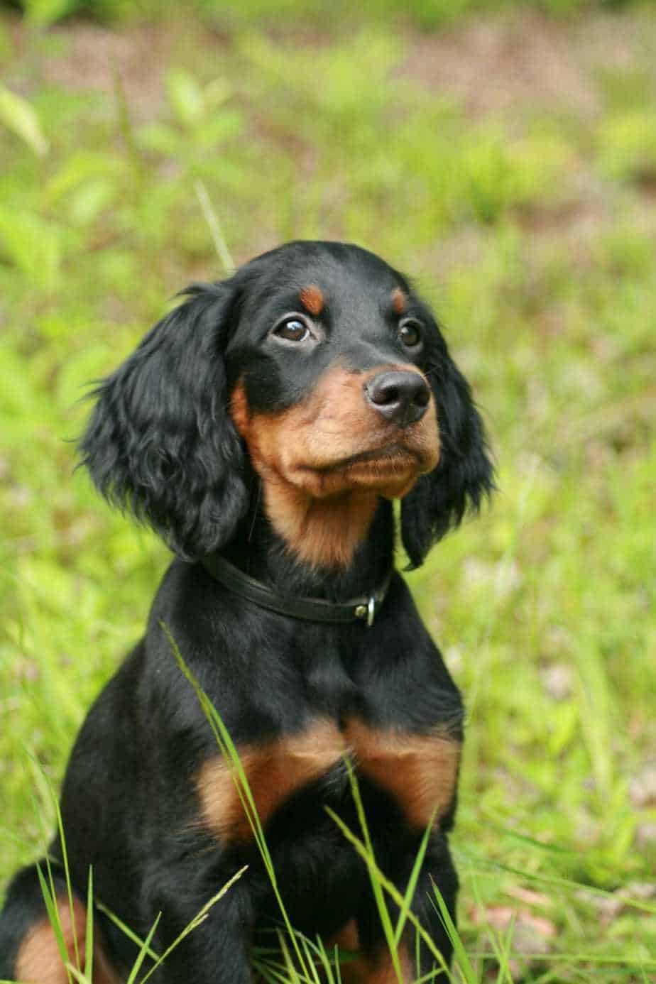 Gordon Setter Dog Breed Information - 15 Things to Know | Your Dog Advisor