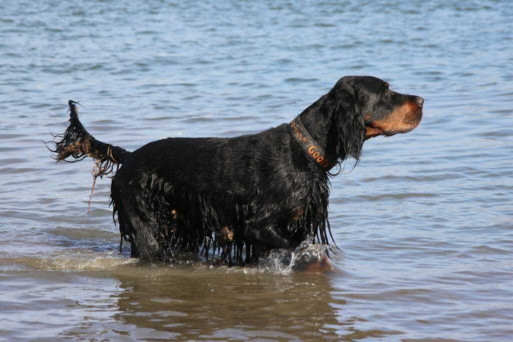 Gordon Setter Dog Breed Information - 15 Things to Know | Your Dog Advisor