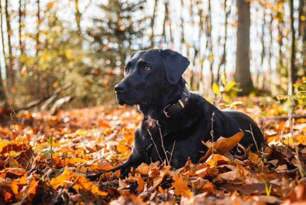15 Best Hunting Dogs | Your Dog Advisor
