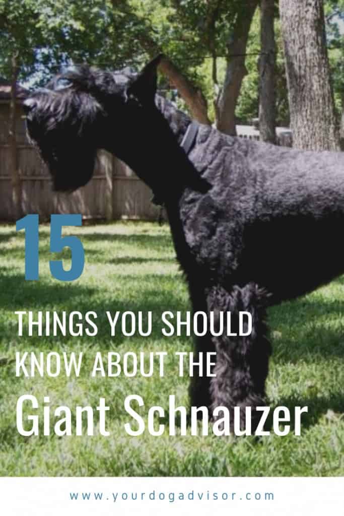Giant Schnauzer Dog Breed Information - 15 Things to Know | Your Dog ...