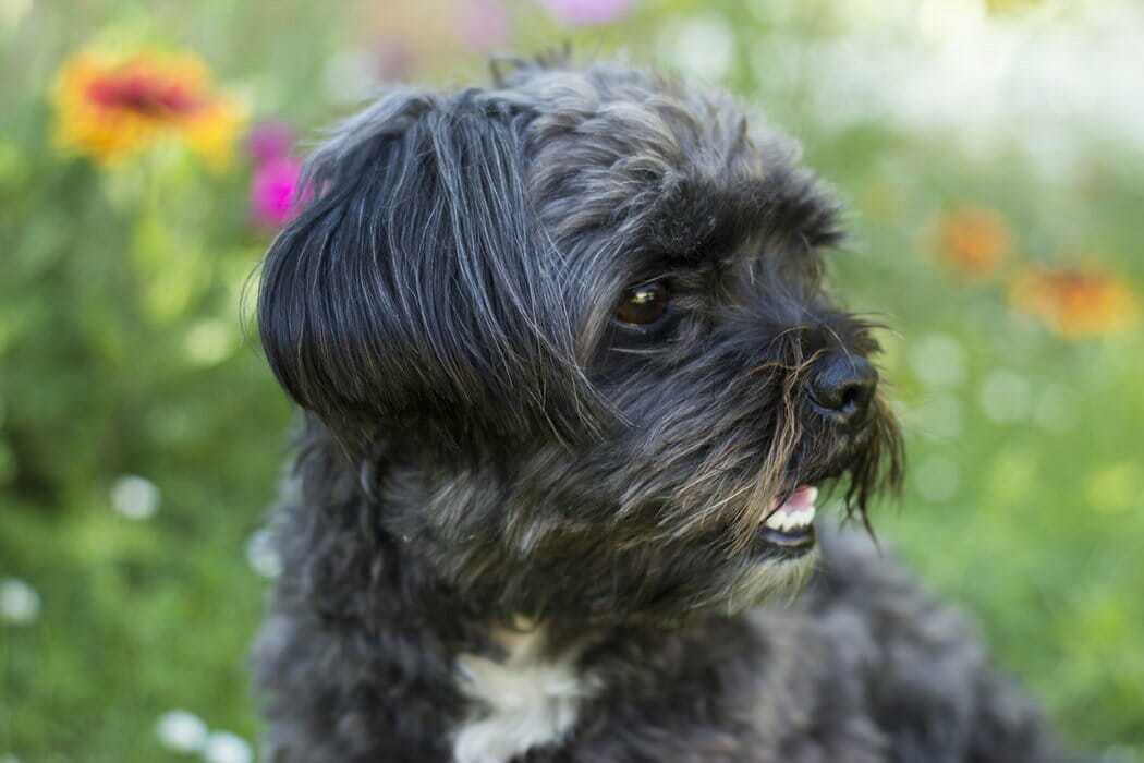 Maltese Shih Tzu Mix Breed Information Guide | Your Dog Advisor