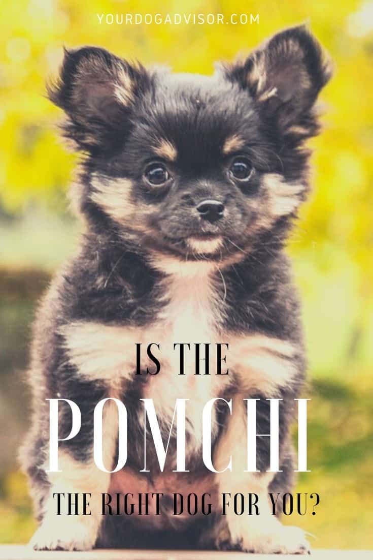 What Is A Pomchi And Is This The Right Dog For You? | Your Dog Advisor