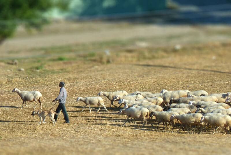 The Anatolian Shepherd - Ultimate Breed Information Guide | Your Dog ...