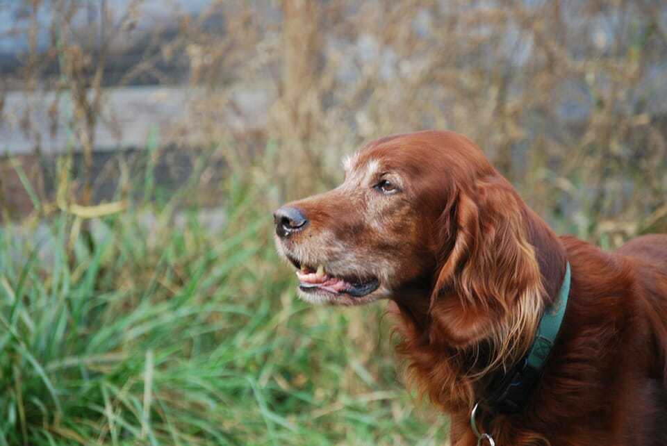 Are Irish Setters Healthy