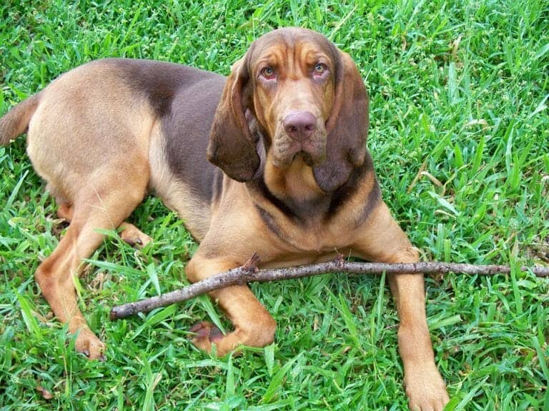 The Bloodhound - Ultimate Breed Information Guide | Your Dog Advisor