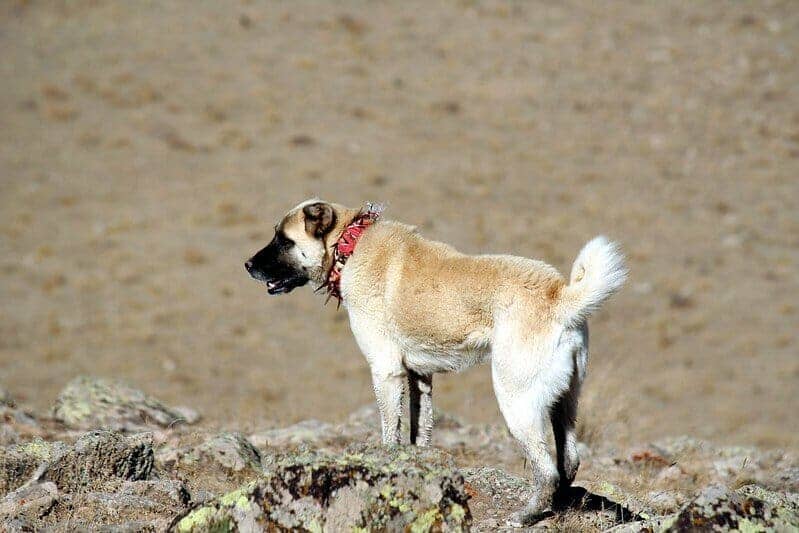 The Anatolian Shepherd - Ultimate Breed Information Guide | Your Dog ...