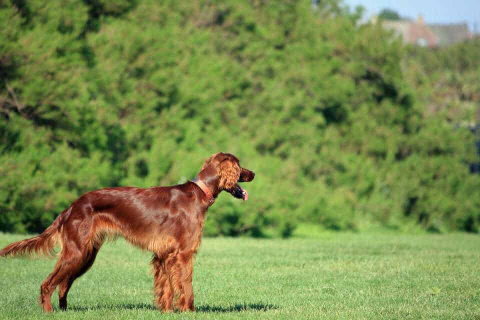 The Irish Setter - Ultimate Breed Information Guide | Your Dog Advisor