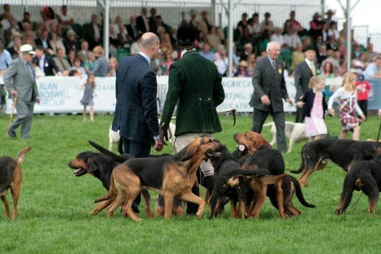 The Bloodhound - Ultimate Breed Information Guide | Your Dog Advisor