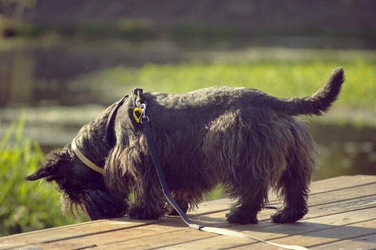 The Scottish Terrier - Ultimate Breed Information Guide | Your Dog Advisor