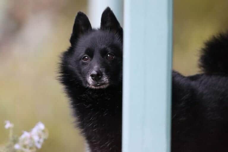 The Schipperke - Ultimate Breed Information Guide | Your Dog Advisor