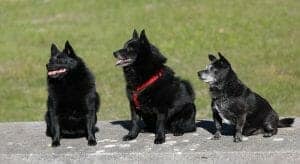 The Schipperke - Ultimate Breed Information Guide | Your Dog Advisor