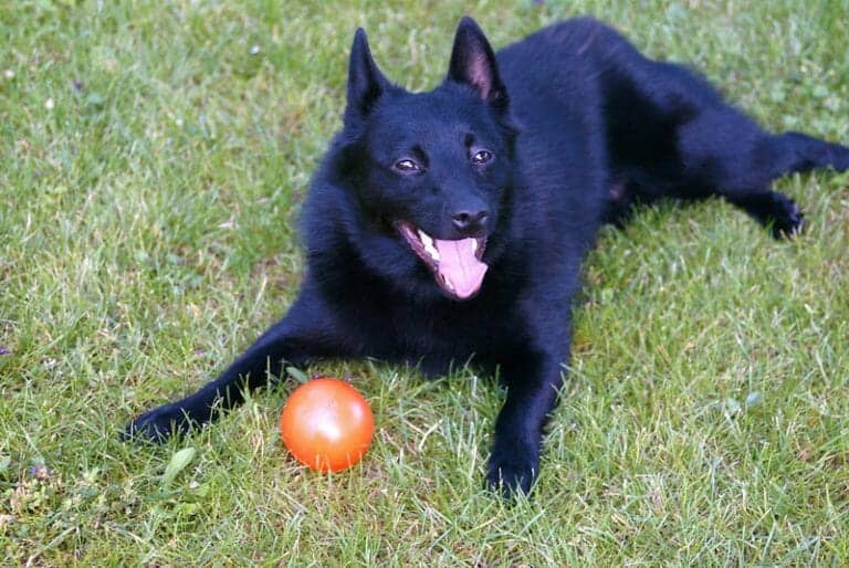 The Schipperke - Ultimate Breed Information Guide | Your Dog Advisor