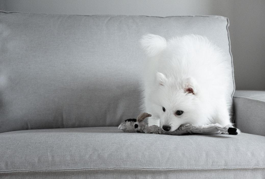 15 Must-Haves For Your Pomeranian Toy Collection - Your Dog Advisor