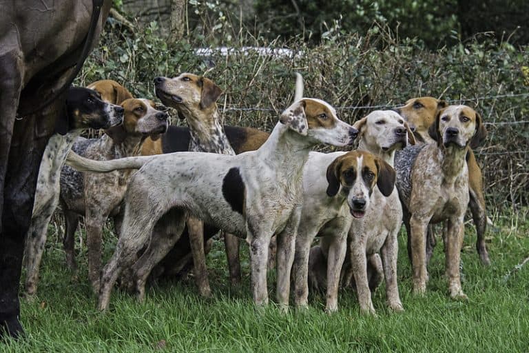 The Plott Hound - Ultimate Breed Information Guide | Your Dog Advisor
