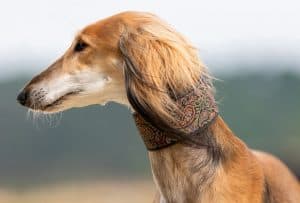The Saluki - Ultimate Breed Information Guide | Your Dog Advisor