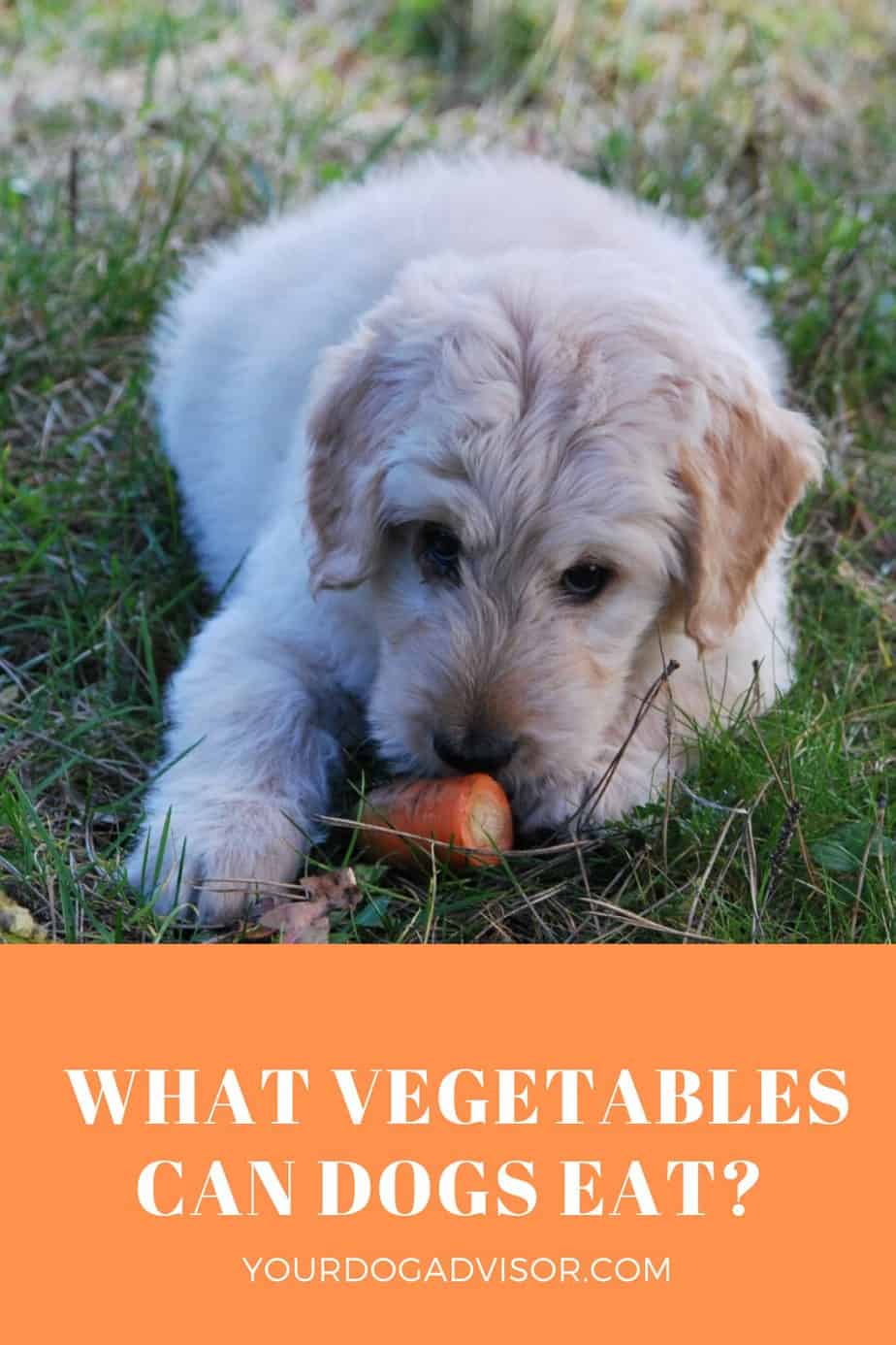 What Vegetables Can Dogs Eat? | Your Dog Advisor