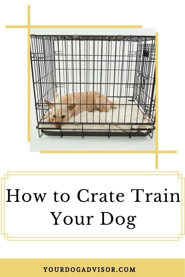 Mastering Crate Training: How to Crate Train Your Dog | Your Dog Advisor