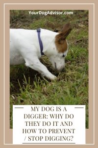 My Dog is a Digger: Why do They do it and How to Prevent / Stop Digging ...