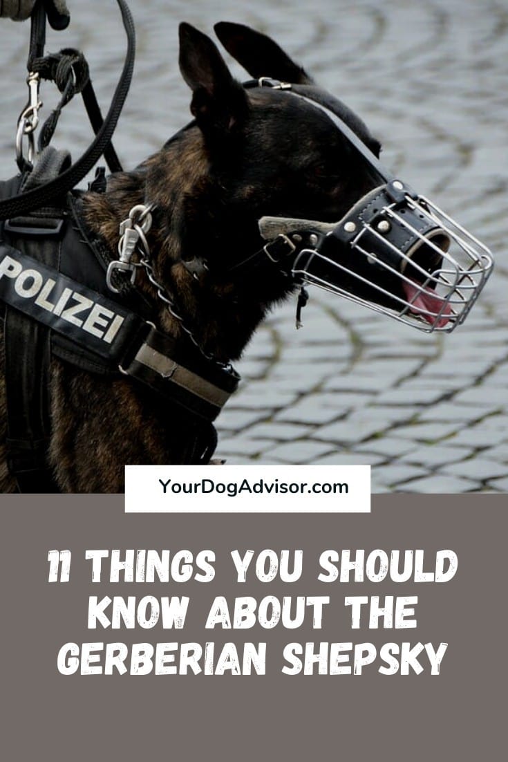 Gerberian Shepsky Dog Breed Information: 11 Facts to Know | Your Dog ...