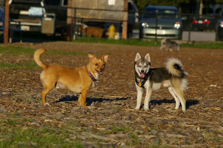The Alaskan Klee Kai - Ultimate Dog Breed Information Guide | Your Dog ...